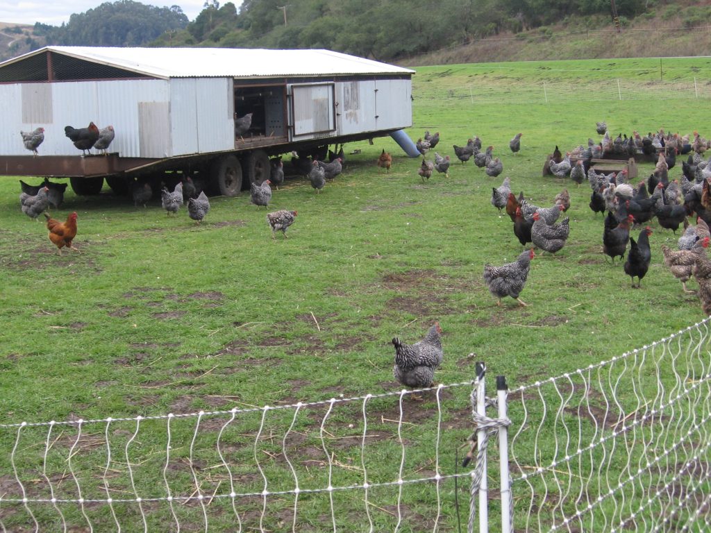 Trump and the Humane Treatment of Animals - Bioneers