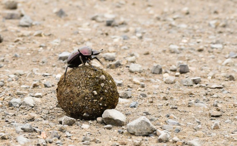 Dung Beetle Medicine - Bioneers