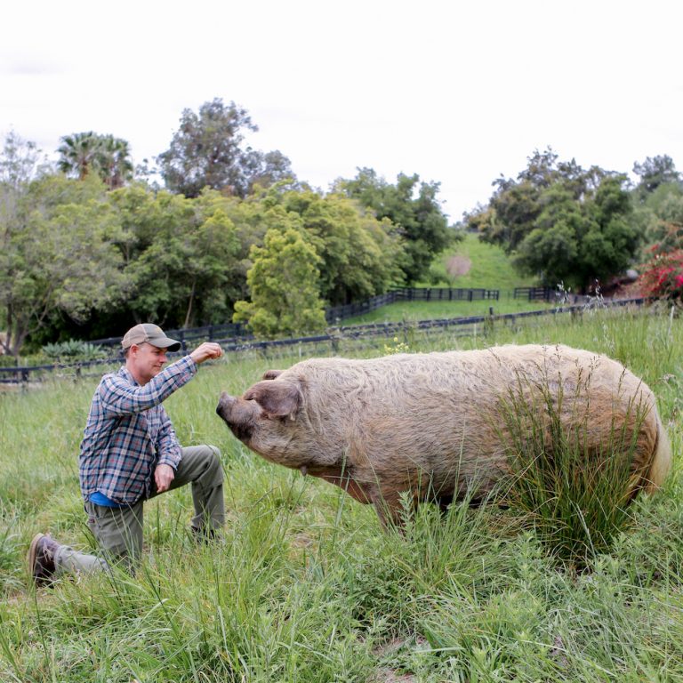 Farming, Filming and Biodiversity: An Interview with John Chester ...