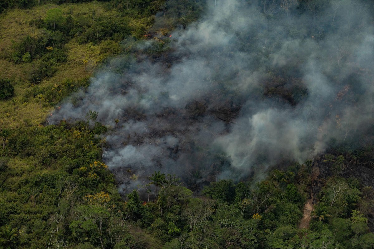 The Amazon is Burning: How, Why & What Can We Do? - Bioneers