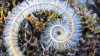 The Ecology of Awakening - Bioneers