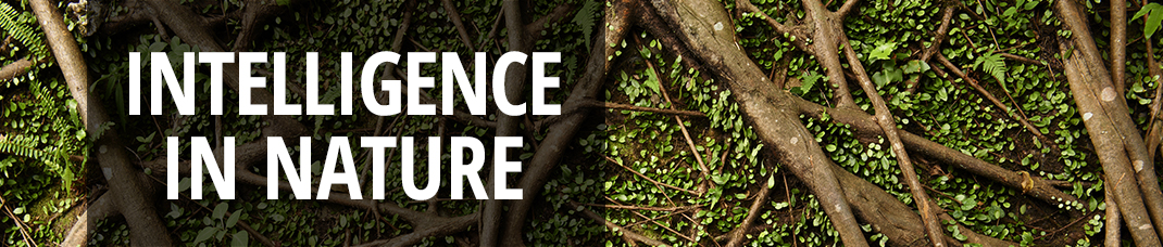 Astounding Intelligence In the Natural World - Bioneers