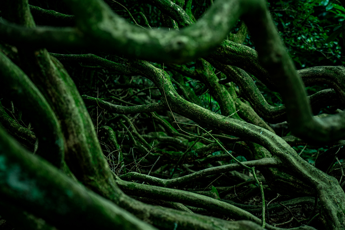 Forest Wisdom, Mother Trees and the Science of Community - Bioneers