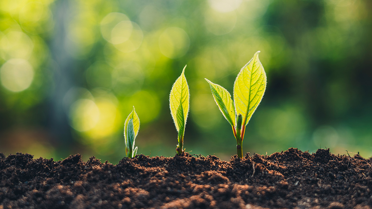 Seeding the Field: 30 Years of Transformative Solutions - Bioneers