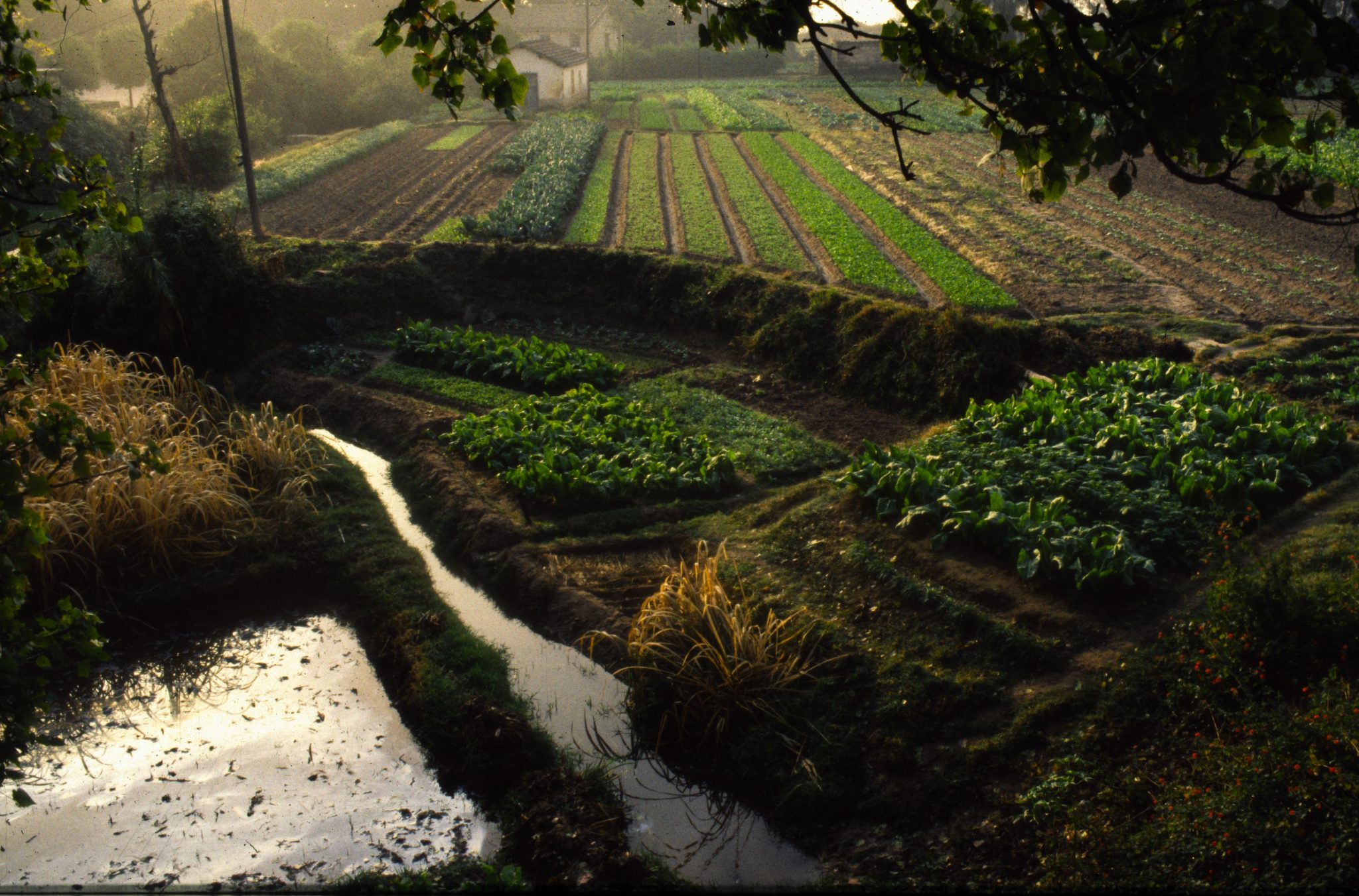 From the Good Earth: A Photo Essay of Traditional Agriculture Around ...