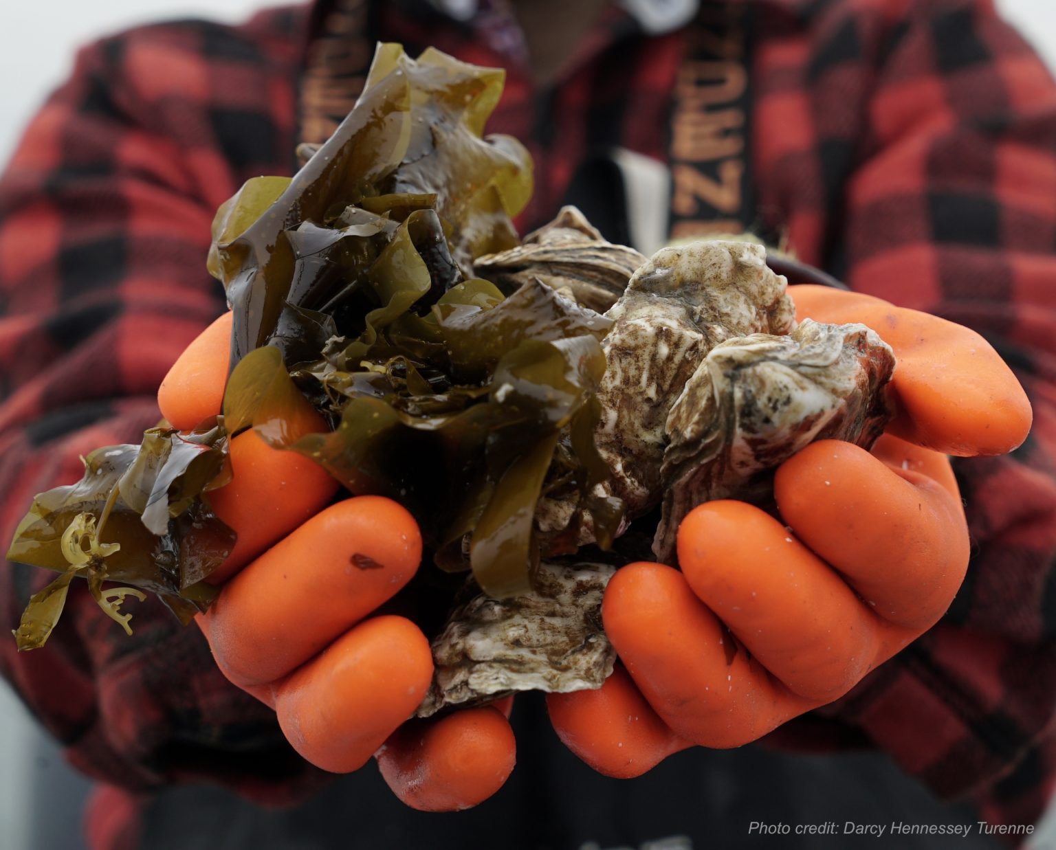 Native Alaskan Fisherman Turns to Kelp Farming to Restore Ocean Health ...