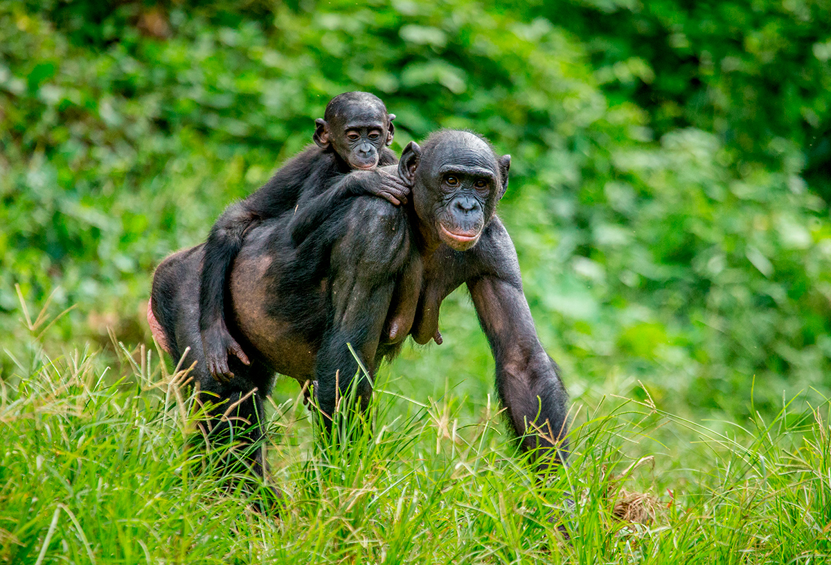 Busting the Myth of Primate Patriarchy: The Nature of Sex and Gender in ...