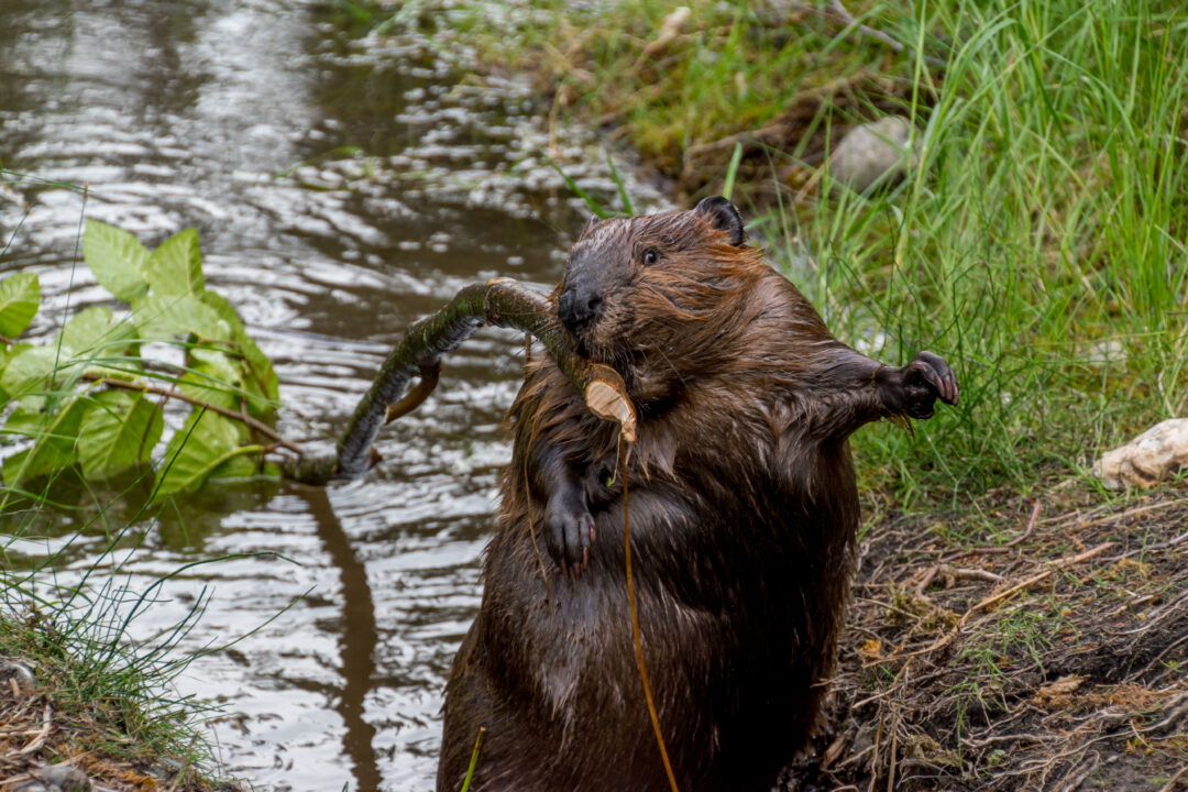 Beaver Believers: How to Restore Planet Water - Bioneers