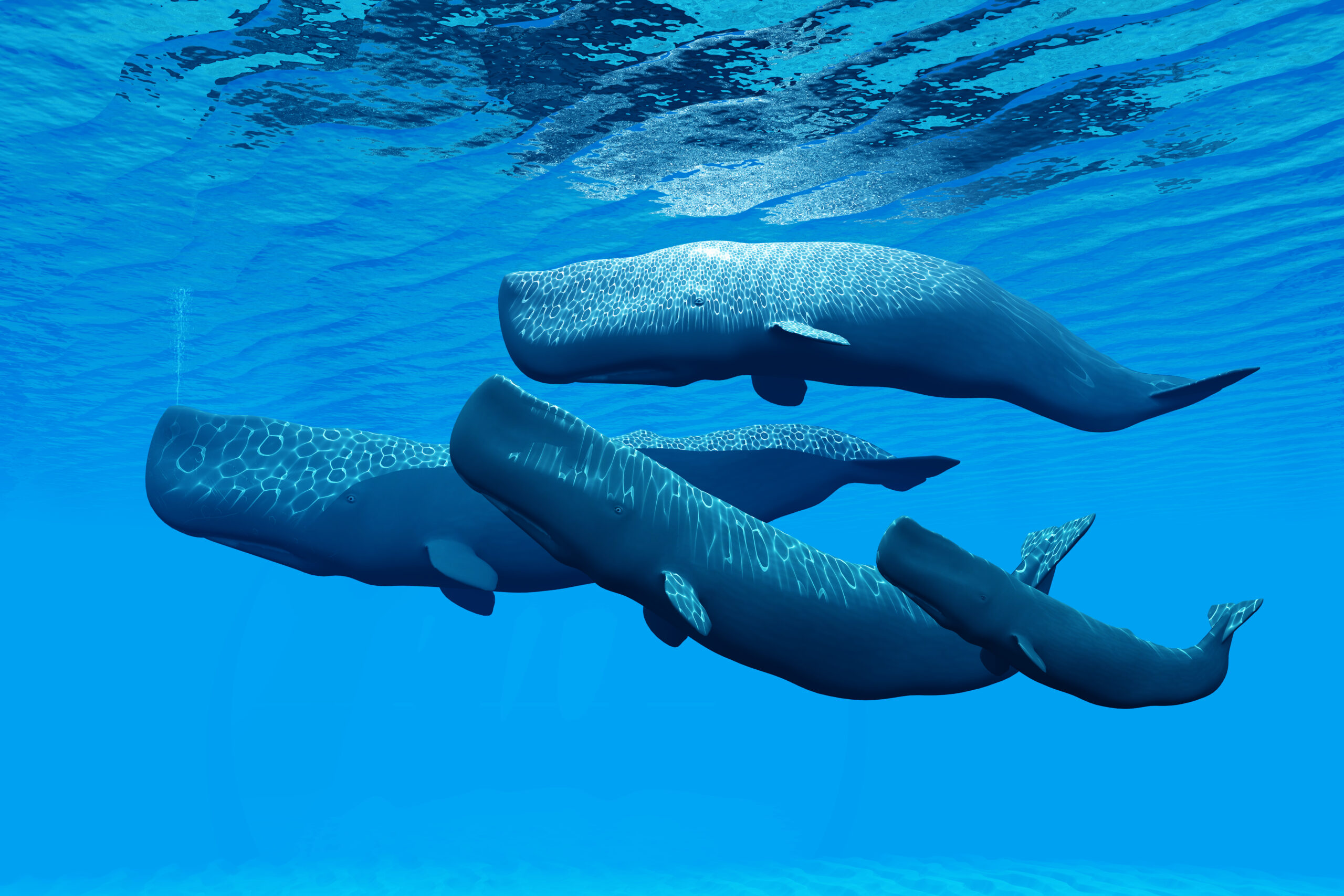 Shane Gero – Preserving Animal Cultures: Lessons from Whale Wisdom ...