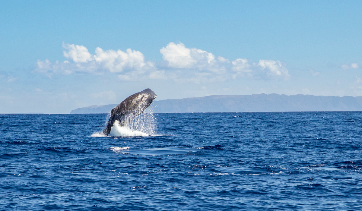 World Oceans Day: Explore the Sounds of the Sea - Bioneers