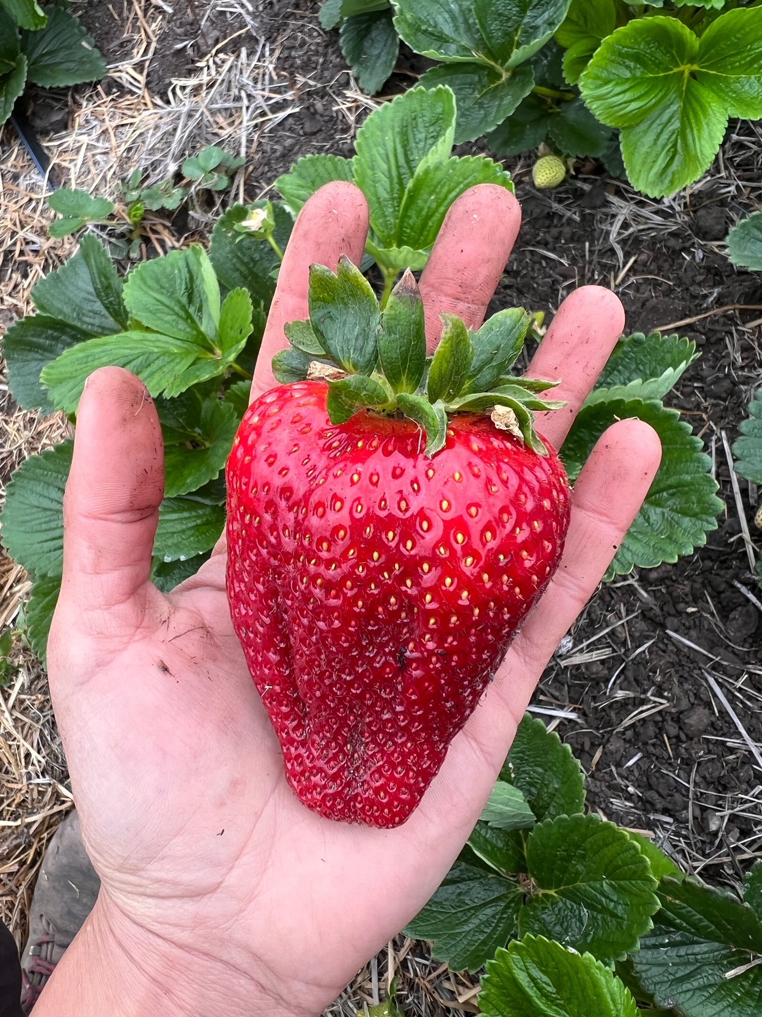 Farming as Medicine: An Interview with Rupa Marya, MD - Bioneers