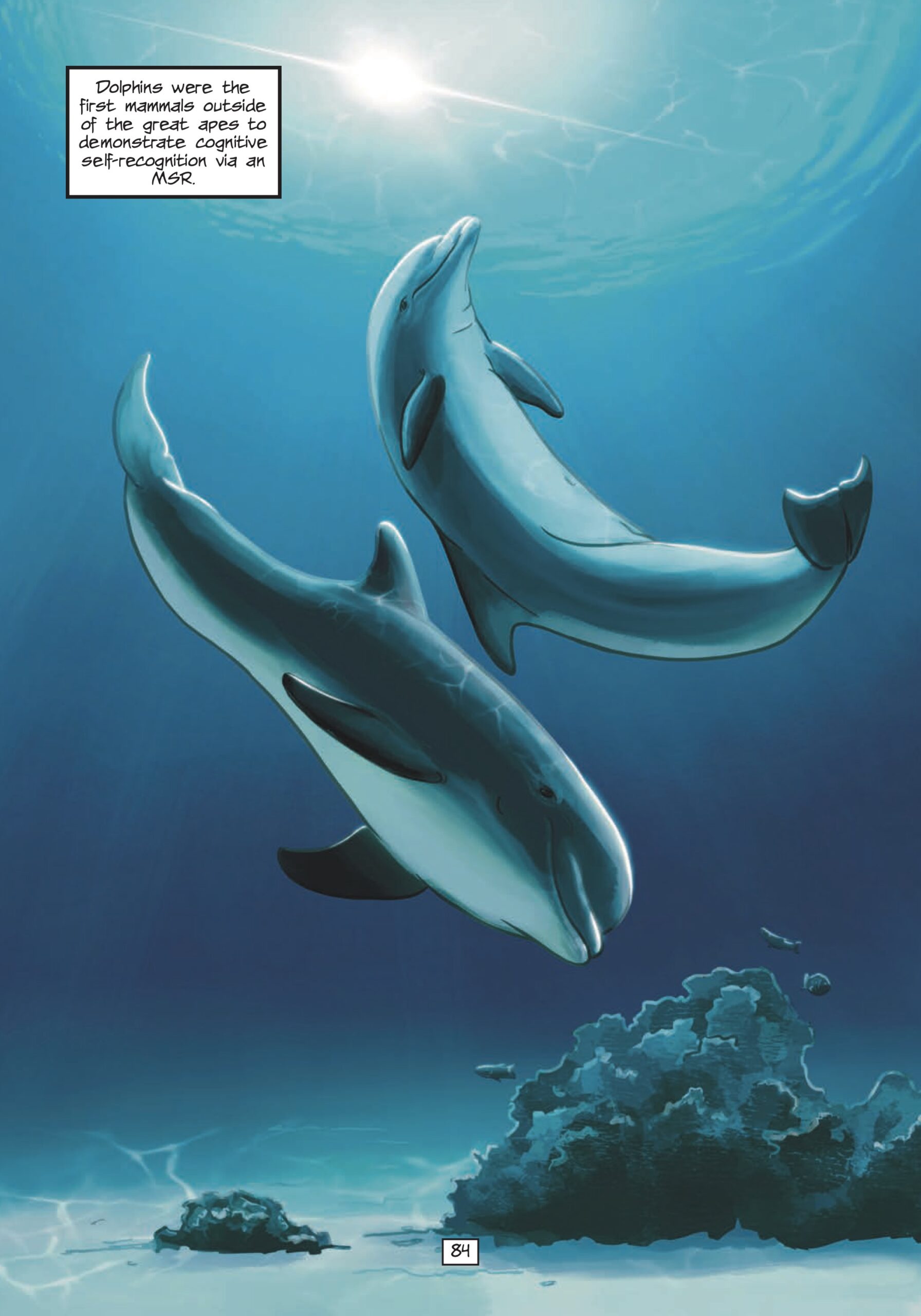 Happy the Elephant: Inside the Struggle for Animal Personhood - Bioneers