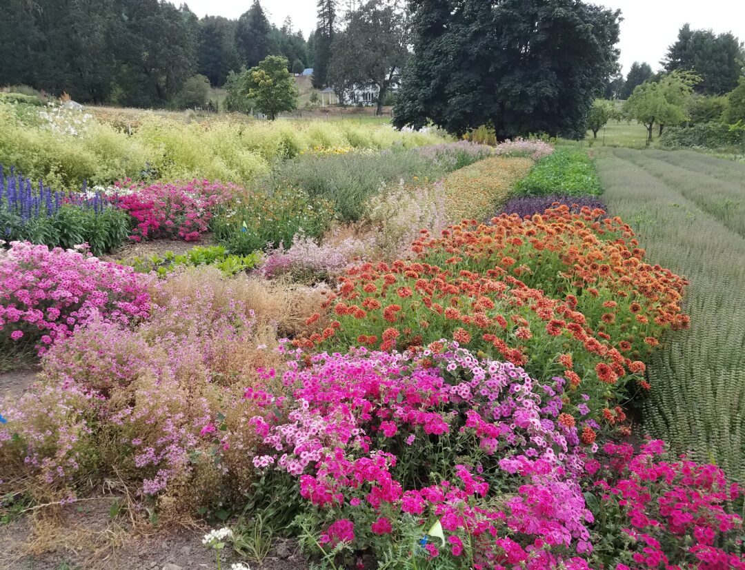 The Fascinating World of “Classical” Organic Seed Breeding - Bioneers