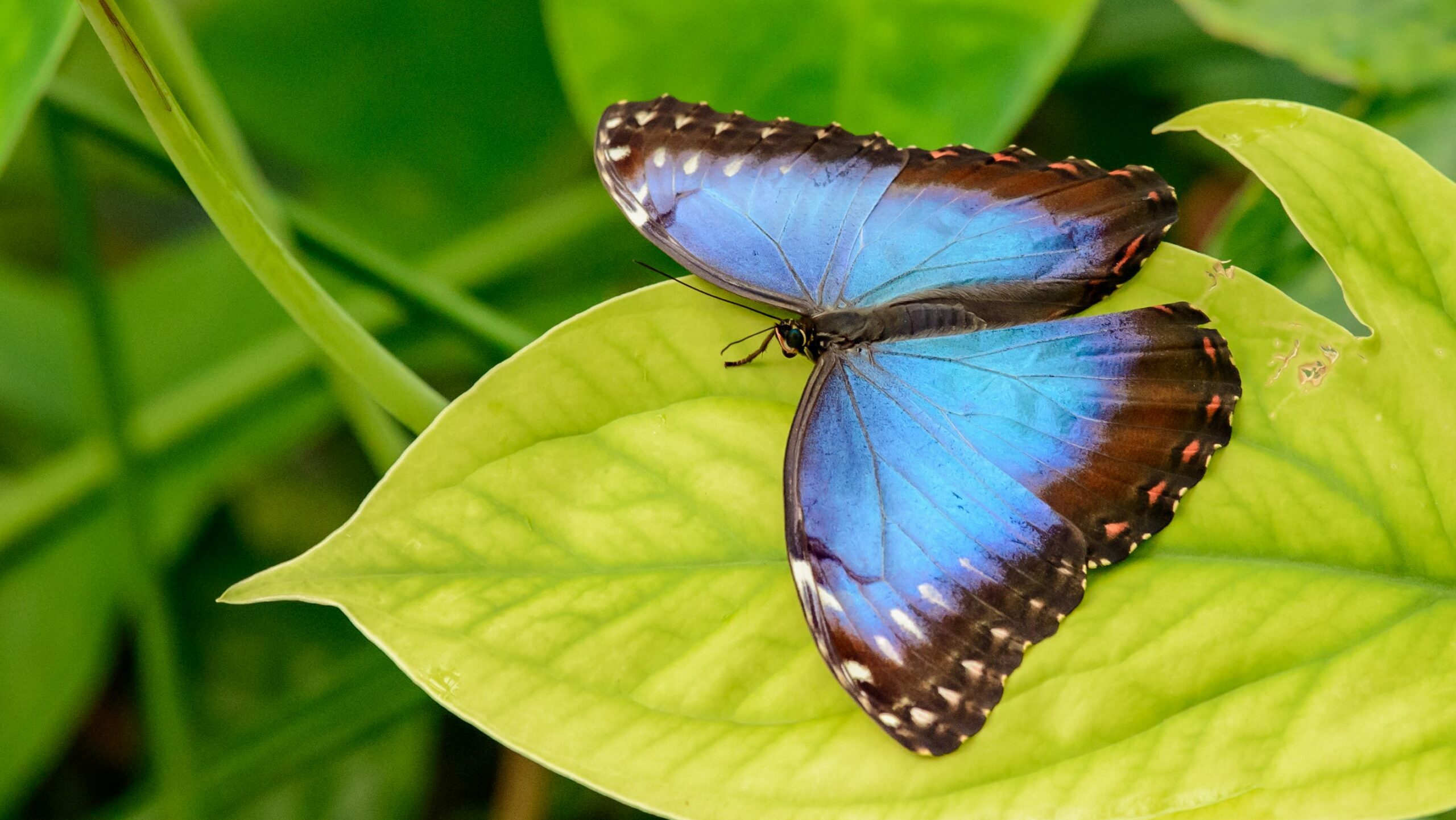 Unveiling Nature’s Secrets for Sustainable Innovation: A Journey from ...