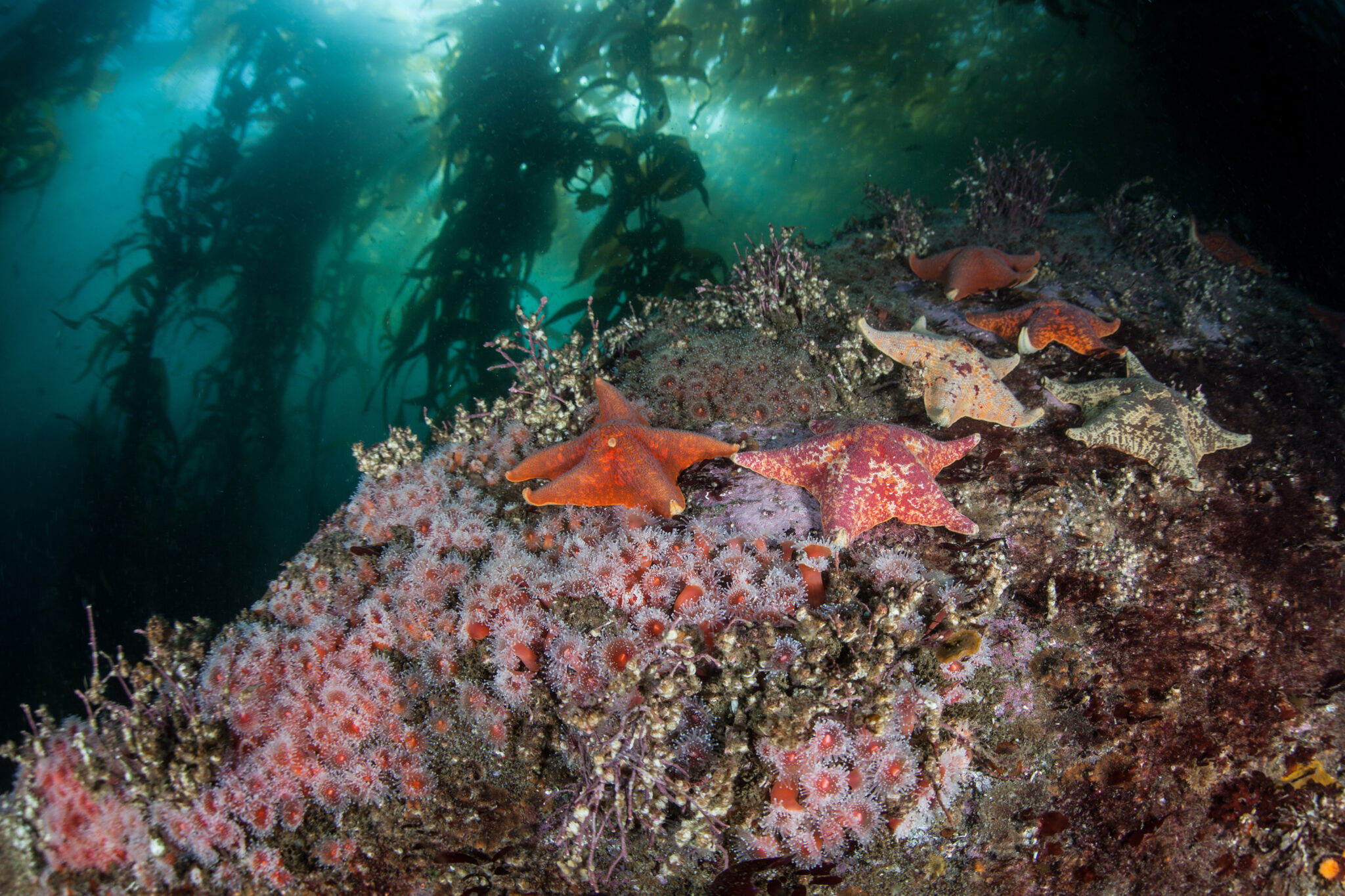 Research Technique Creates Striking Image of Sea Star Nervous System ...