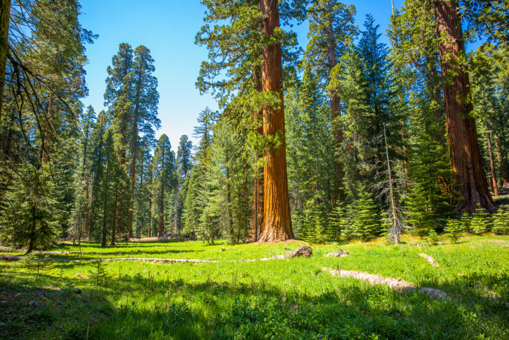As Recognition of Intelligent Forest Systems Grows, So Has Pushback ...