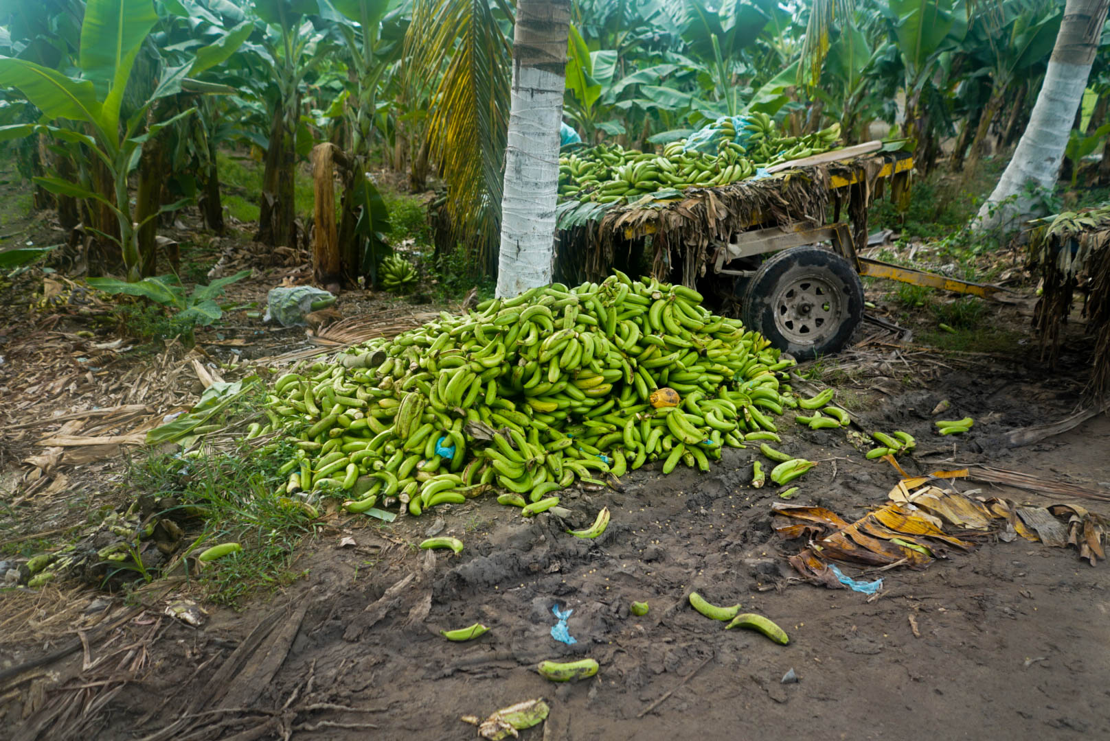 The Farmlink Project: Reducing Hunger by Reducing Food Waste - Bioneers