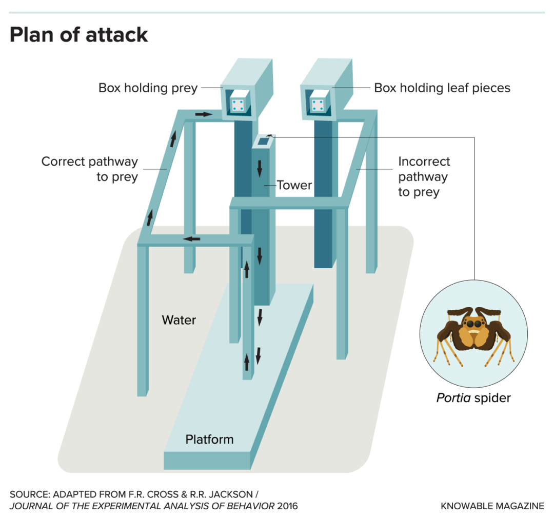 Spiders are much smarter than you think - Bioneers