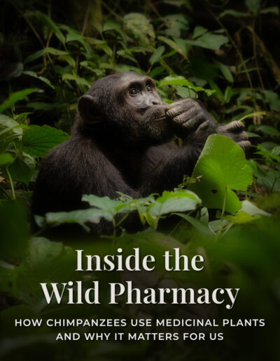 Inside the Wild Pharmacy: How Chimpanzees Use Medicinal Plants and Why ...