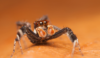 Spiders are much smarter than you think - Bioneers