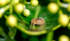 Spiders are much smarter than you think - Bioneers