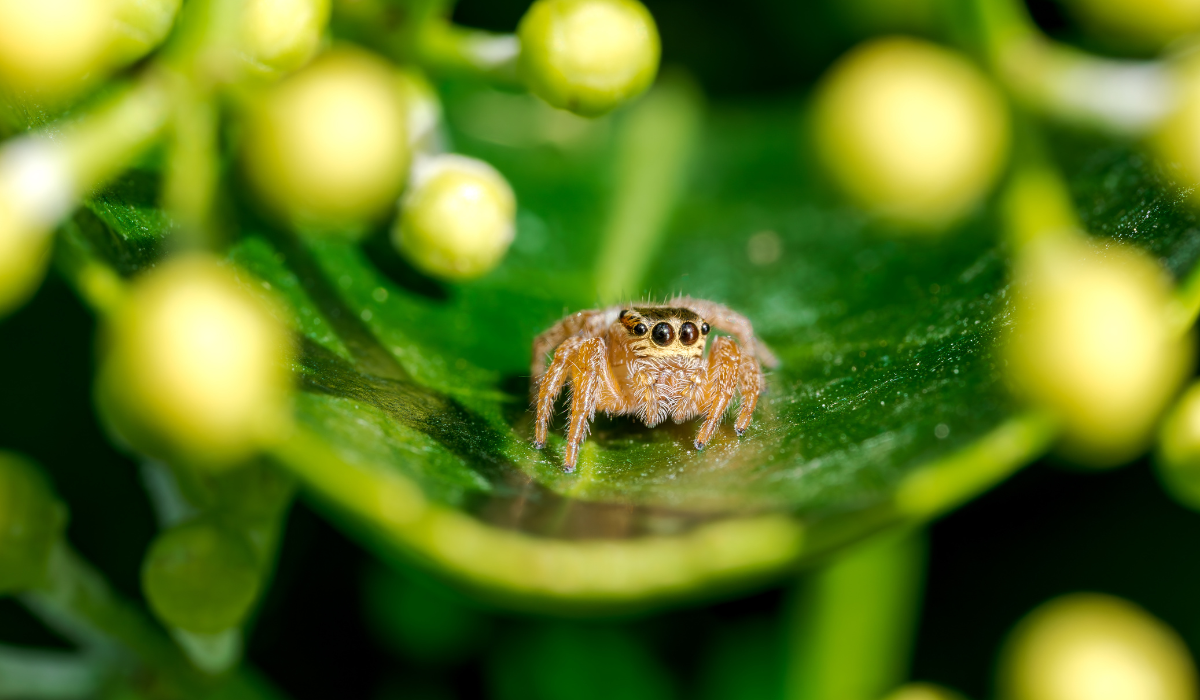 Spiders are much smarter than you think - Bioneers