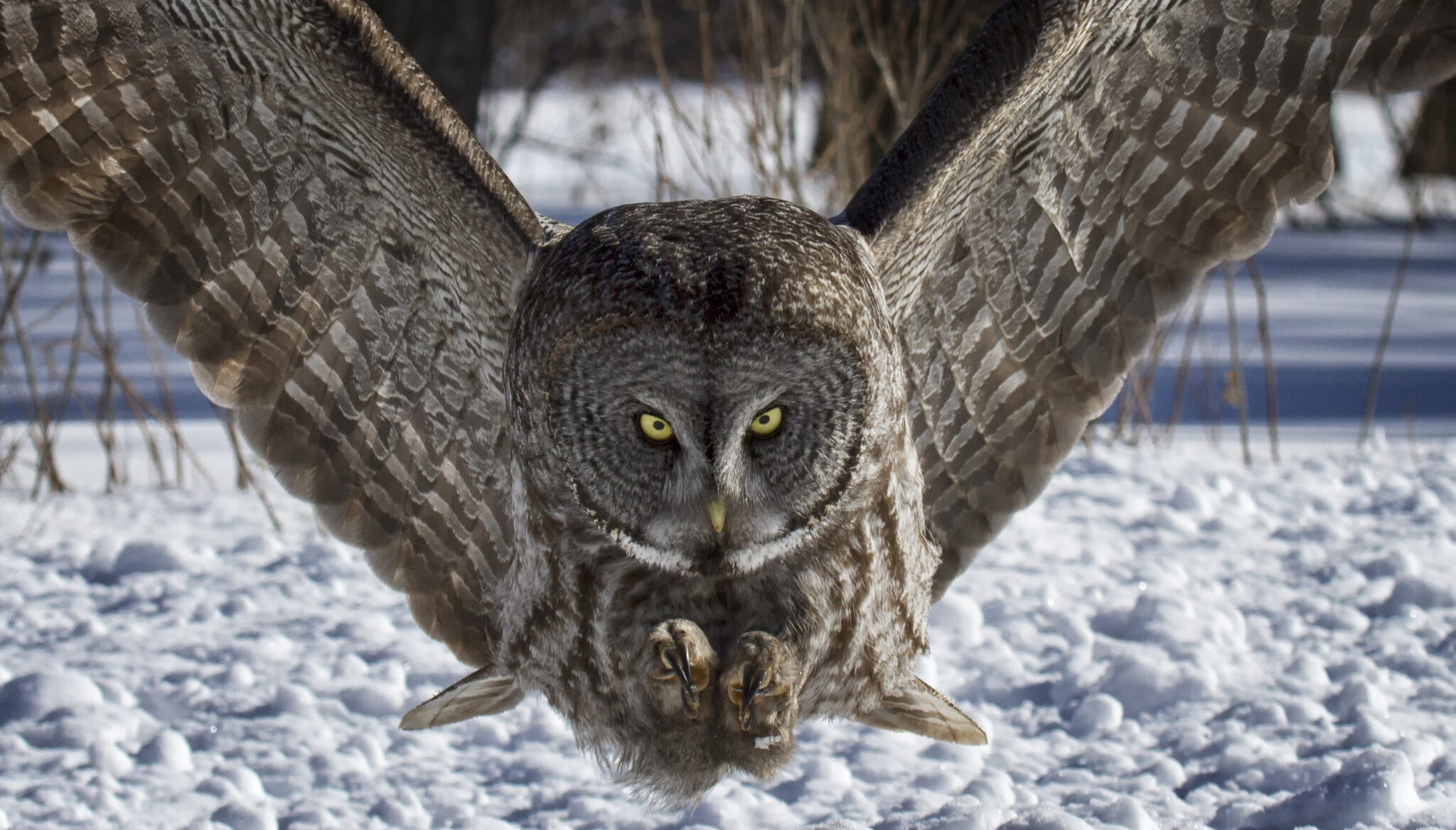 What an Owl Knows: Rethinking Bird Brains & Intelligence - Bioneers