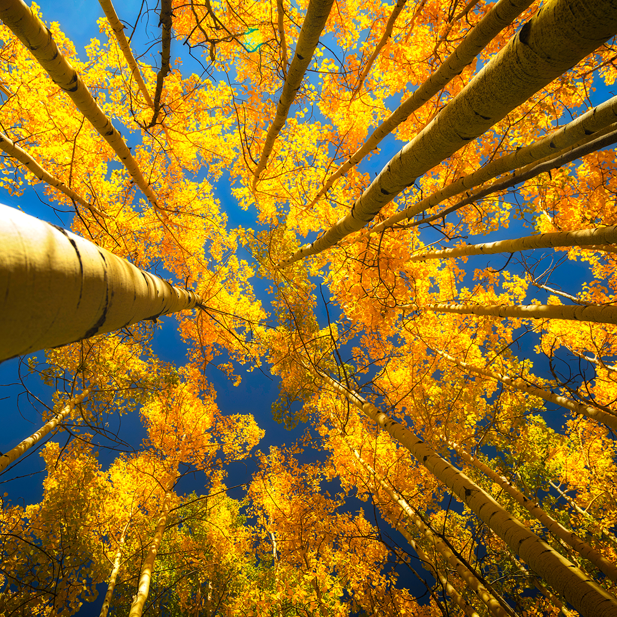 Nature’s Genius: A Bioneers Podcast Series - Bioneers