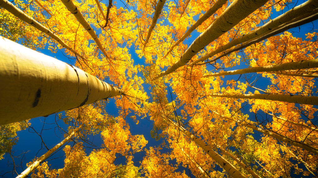 Seeing the Forest for the Trees - Bioneers