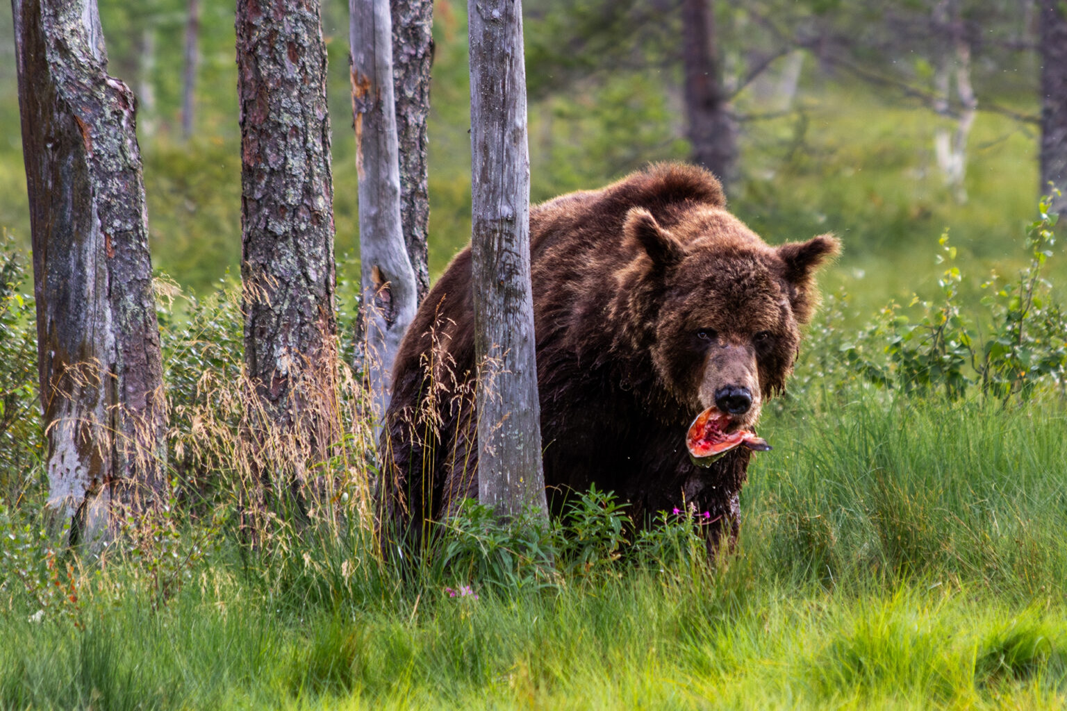 Seeing the Forest for the Trees - Bioneers