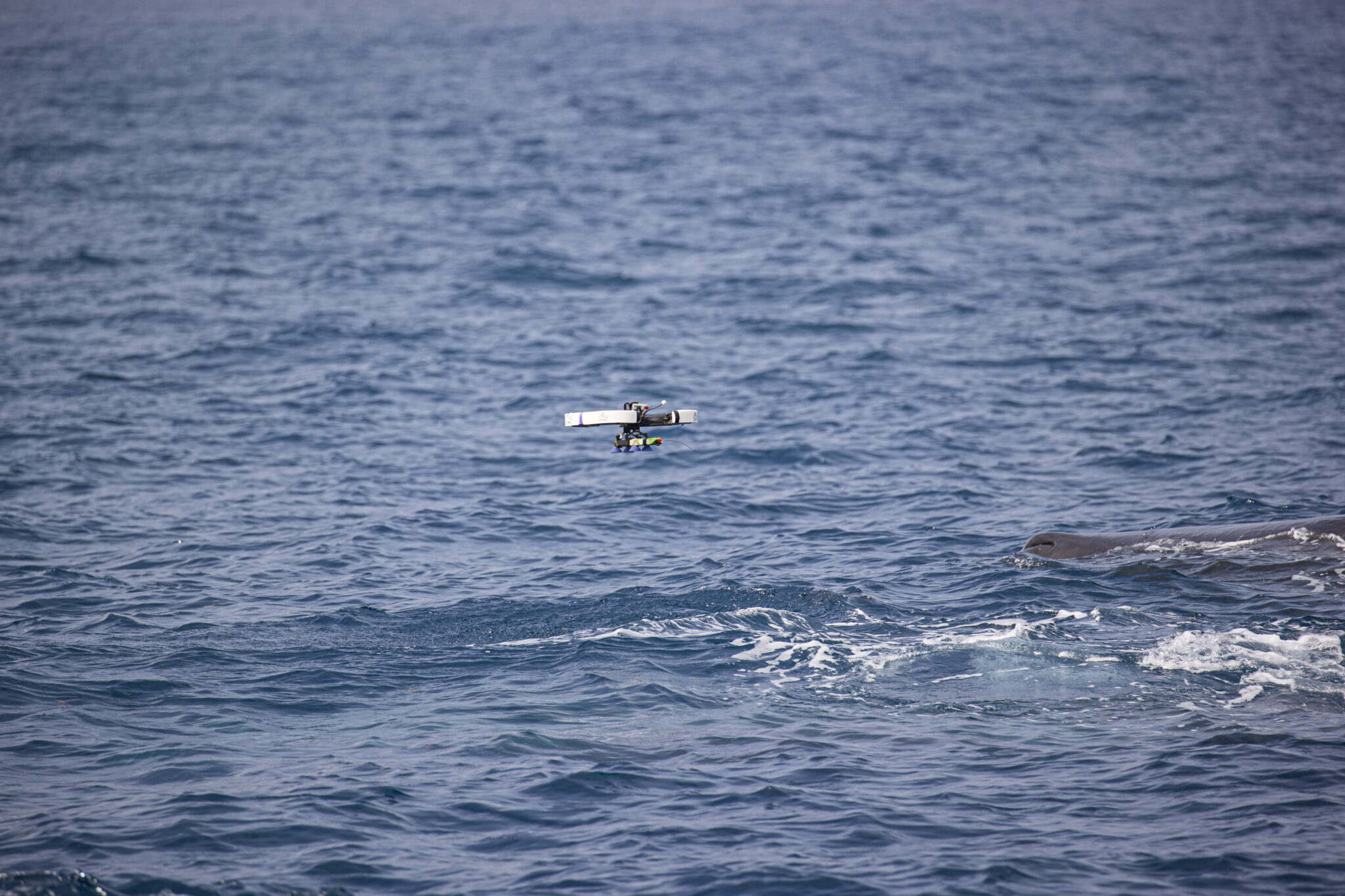 Can AI Decode Whale Sounds? Project CETI is Here to Find Out - Bioneers