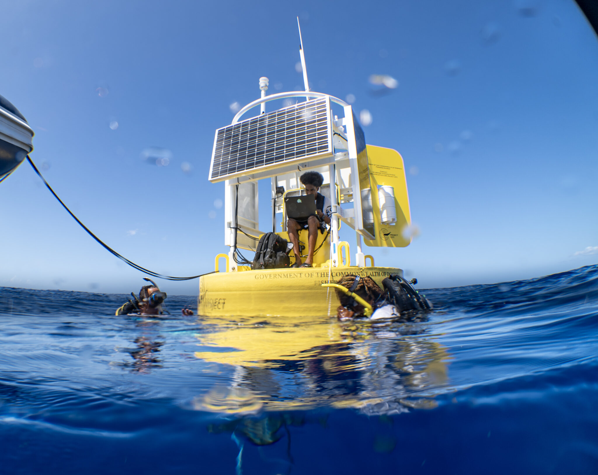 Can AI Decode Whale Sounds? Project CETI is Here to Find Out - Bioneers