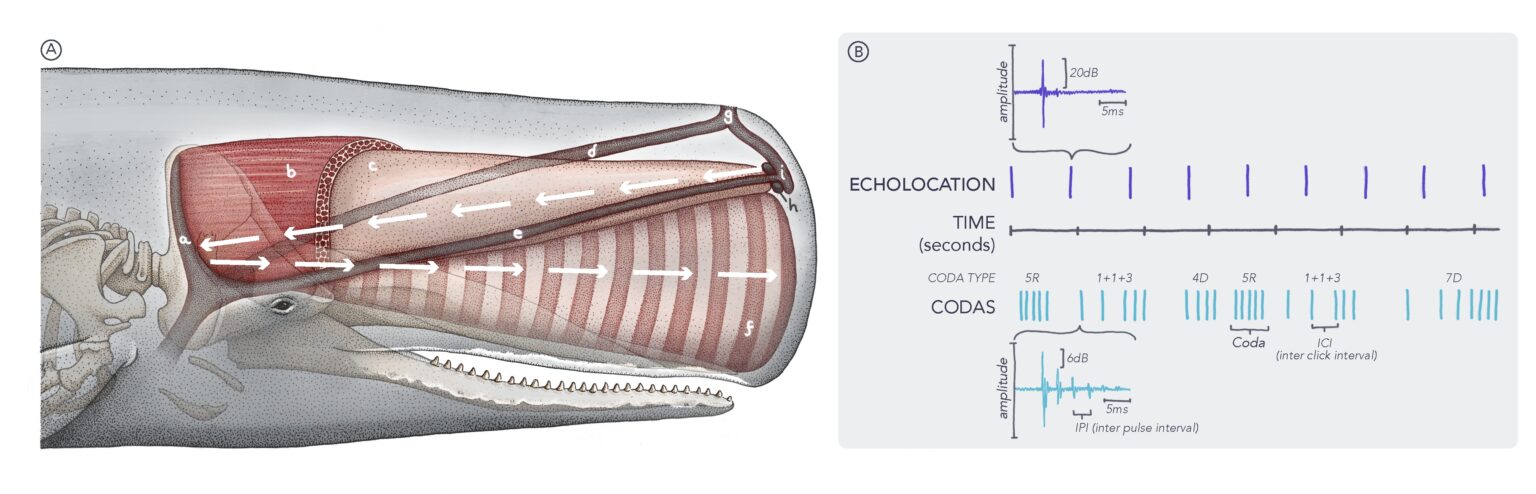 Can AI Decode Whale Sounds? Project CETI is Here to Find Out - Bioneers