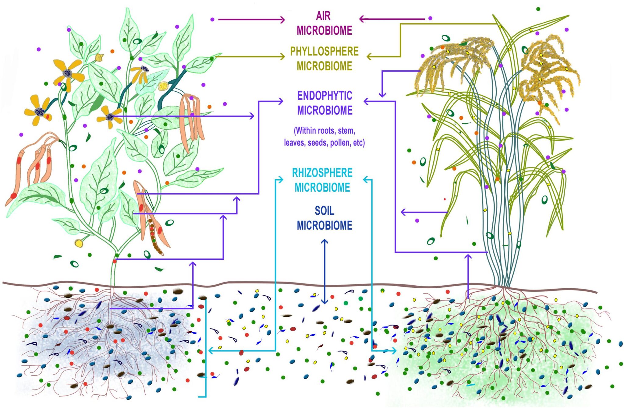 The Fascinating World of Microbes in the Human and Soil Microbiomes ...