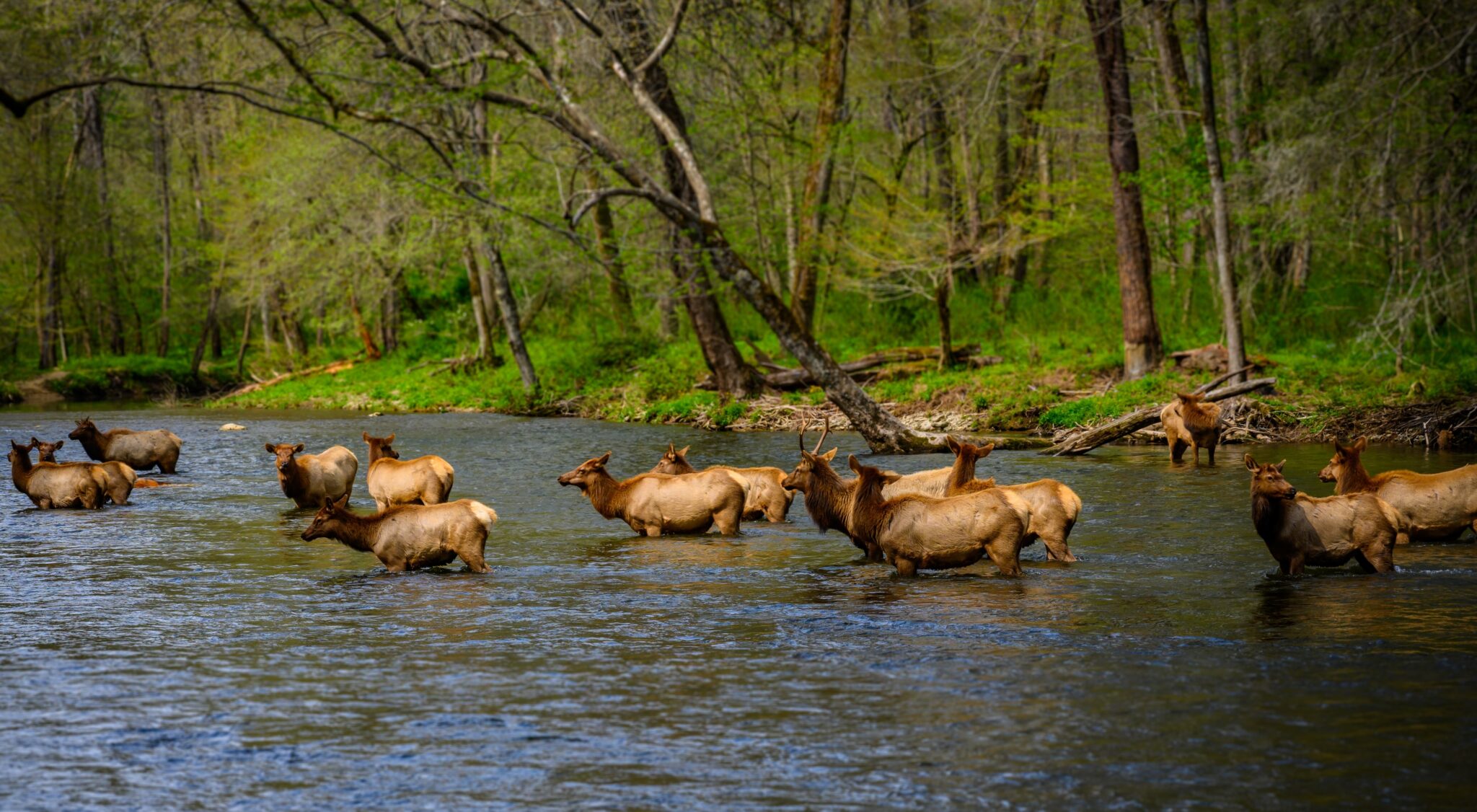 Eastern Band of Cherokee Indians Pass Historic Youth-Led Rights of ...